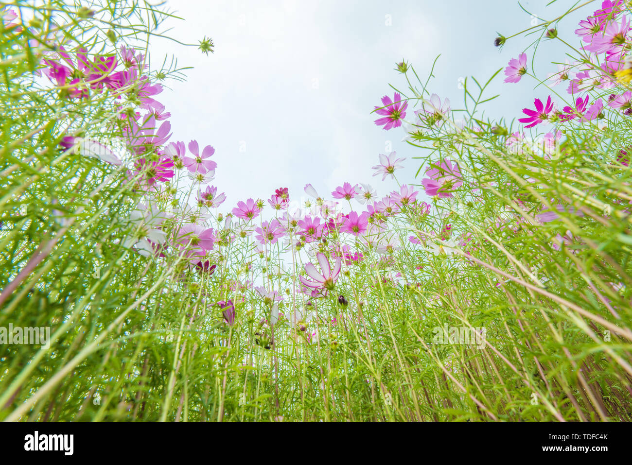 The blooming Gesang flowers Stock Photo - Alamy