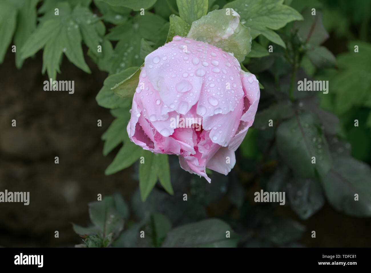 Luoyang peonies hi-res stock photography and images - Alamy