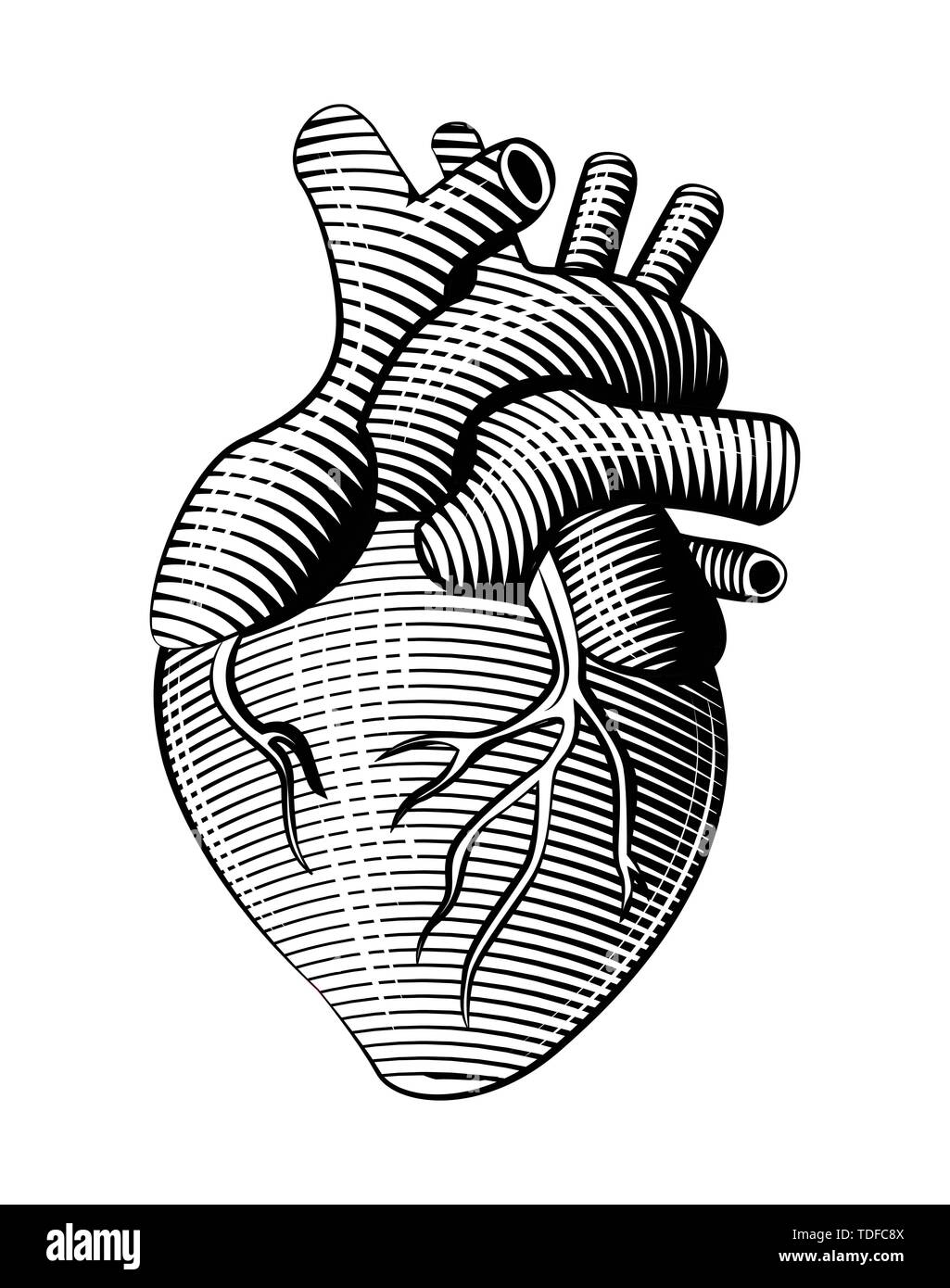 Black And White Human Heart Photography
