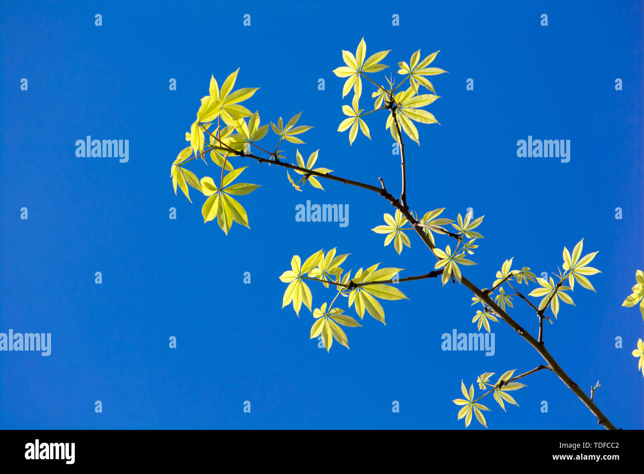 Seven leaf tree hi-res stock photography and images - Alamy