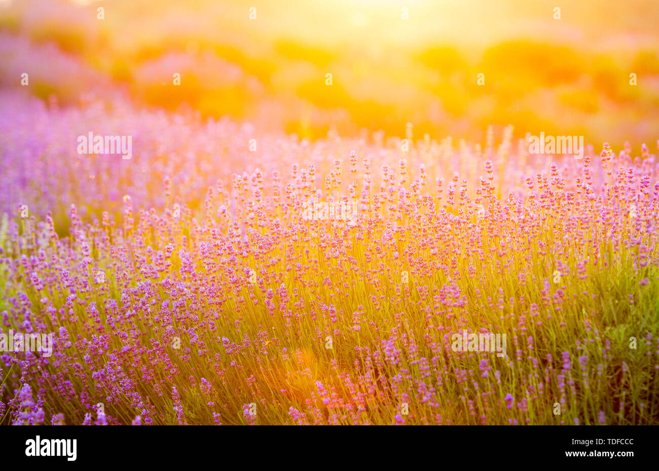 Lavender in the sunset Stock Photo - Alamy