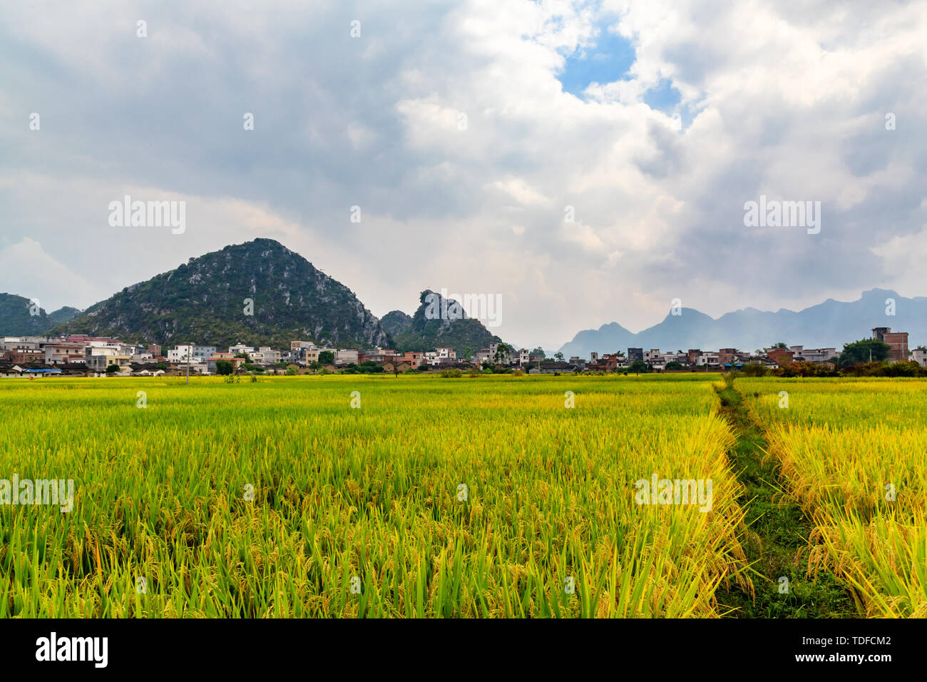 Monkey watch list hi-res stock photography and images - Alamy