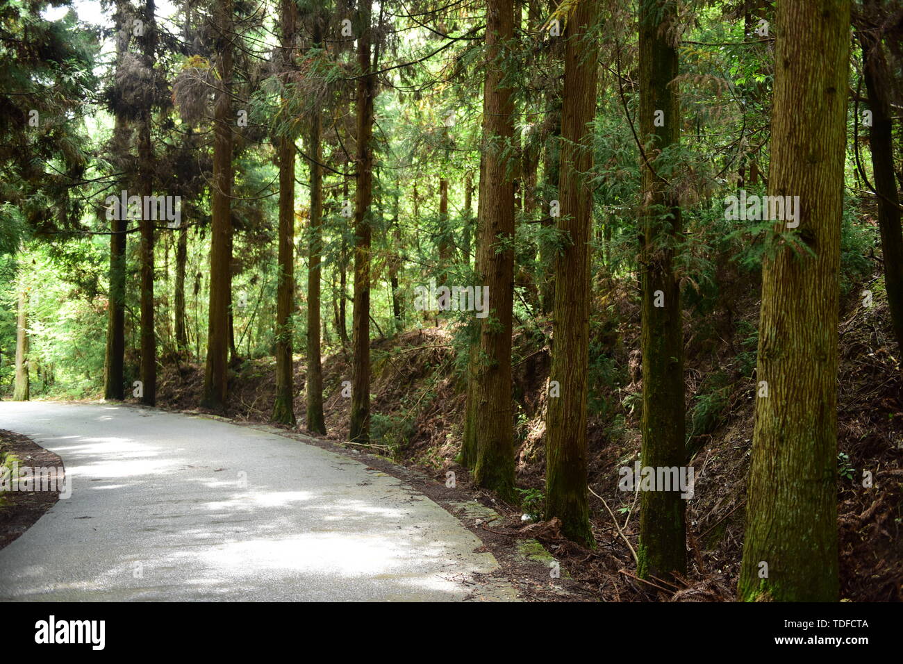 Hubei forest hi-res stock photography and images - Alamy