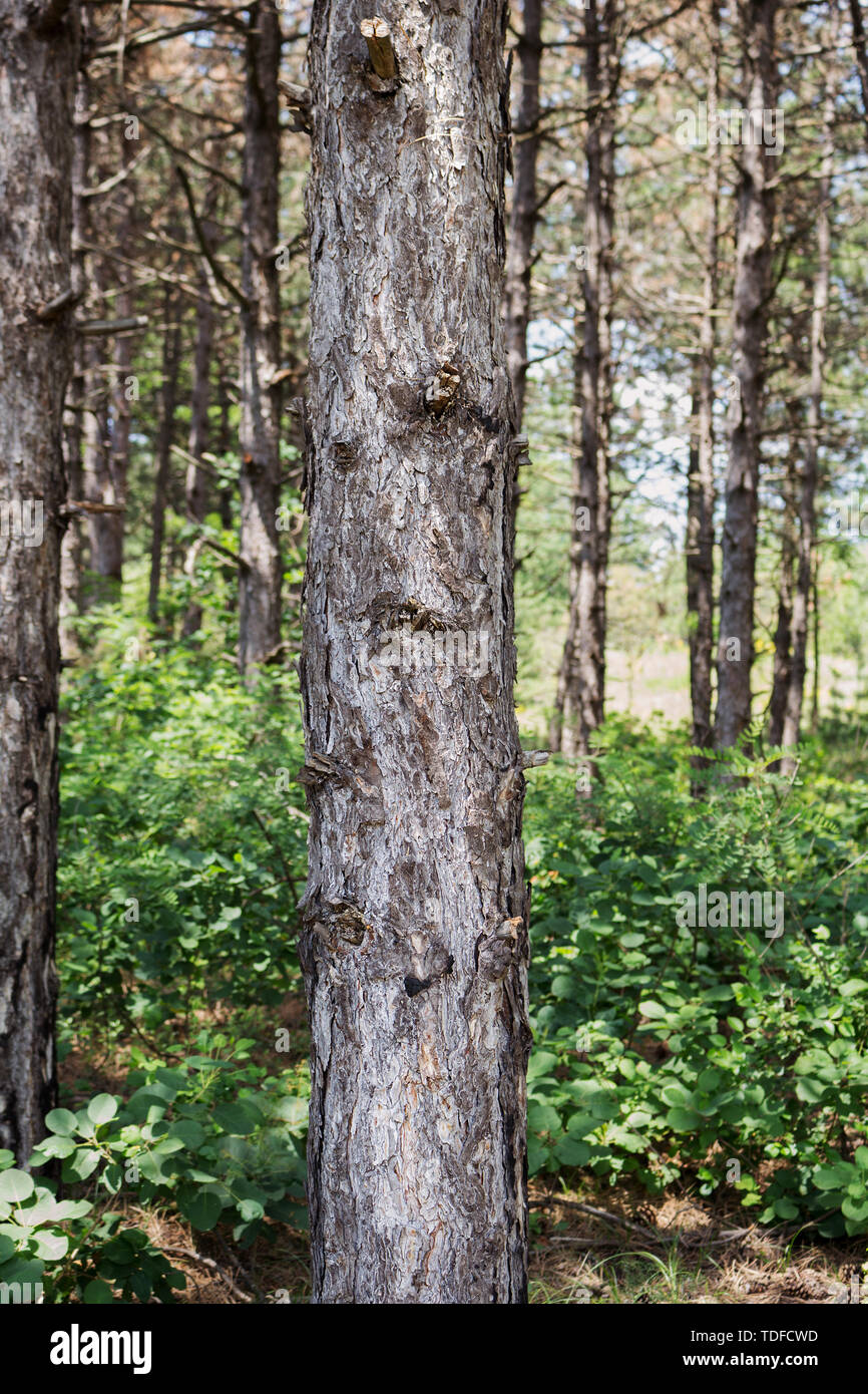 Tree Trunk In The Woods. For Copy Space, Arrows ,Signs, Signposts and ...