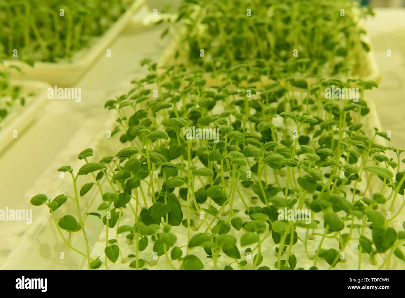 Soilless planting hi-res stock photography and images - Alamy