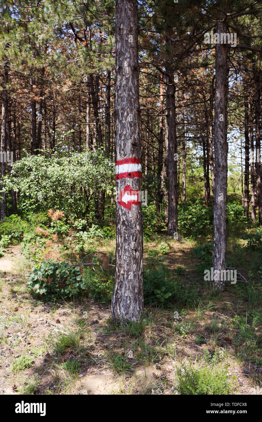 Tree Trunk In The Woods With Arrows Directional Sign Stock Photo - Alamy