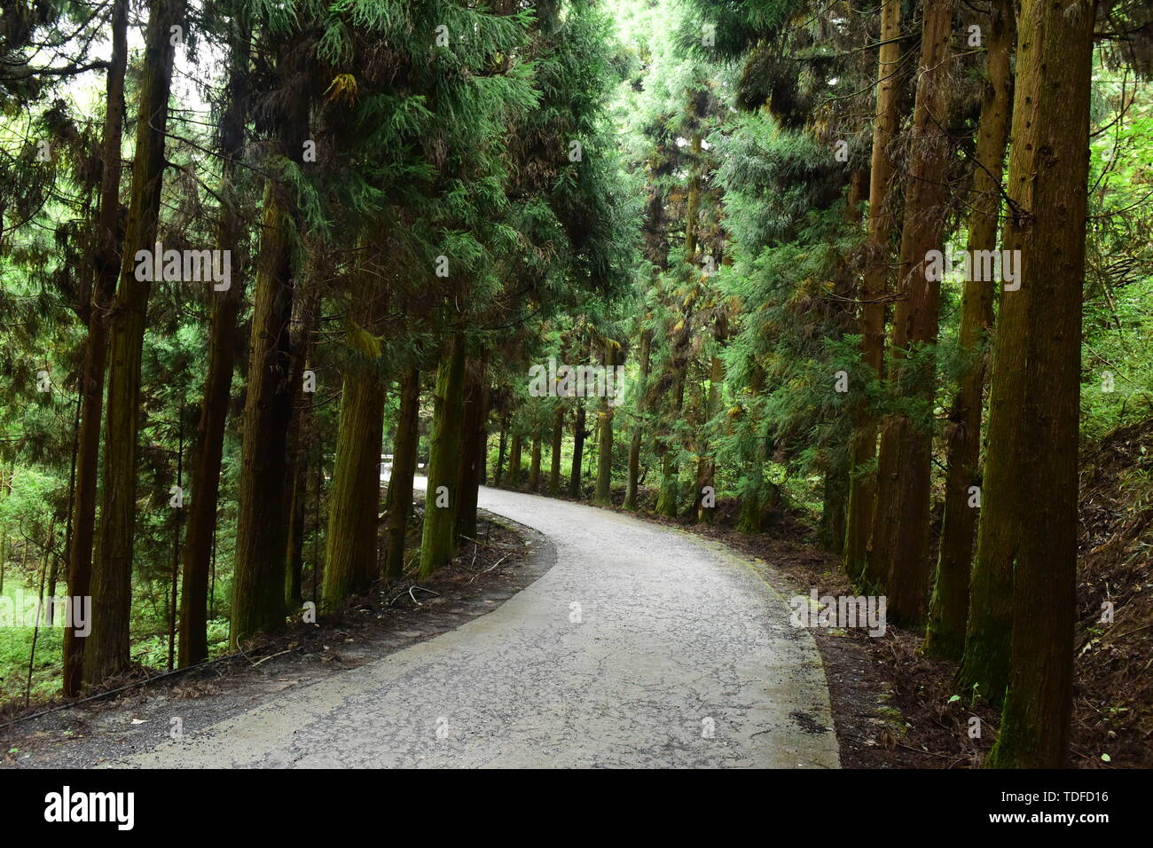 Forest park landscape Stock Photo - Alamy