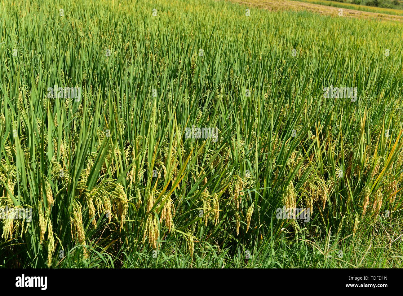 Spike of rice Stock Photo - Alamy