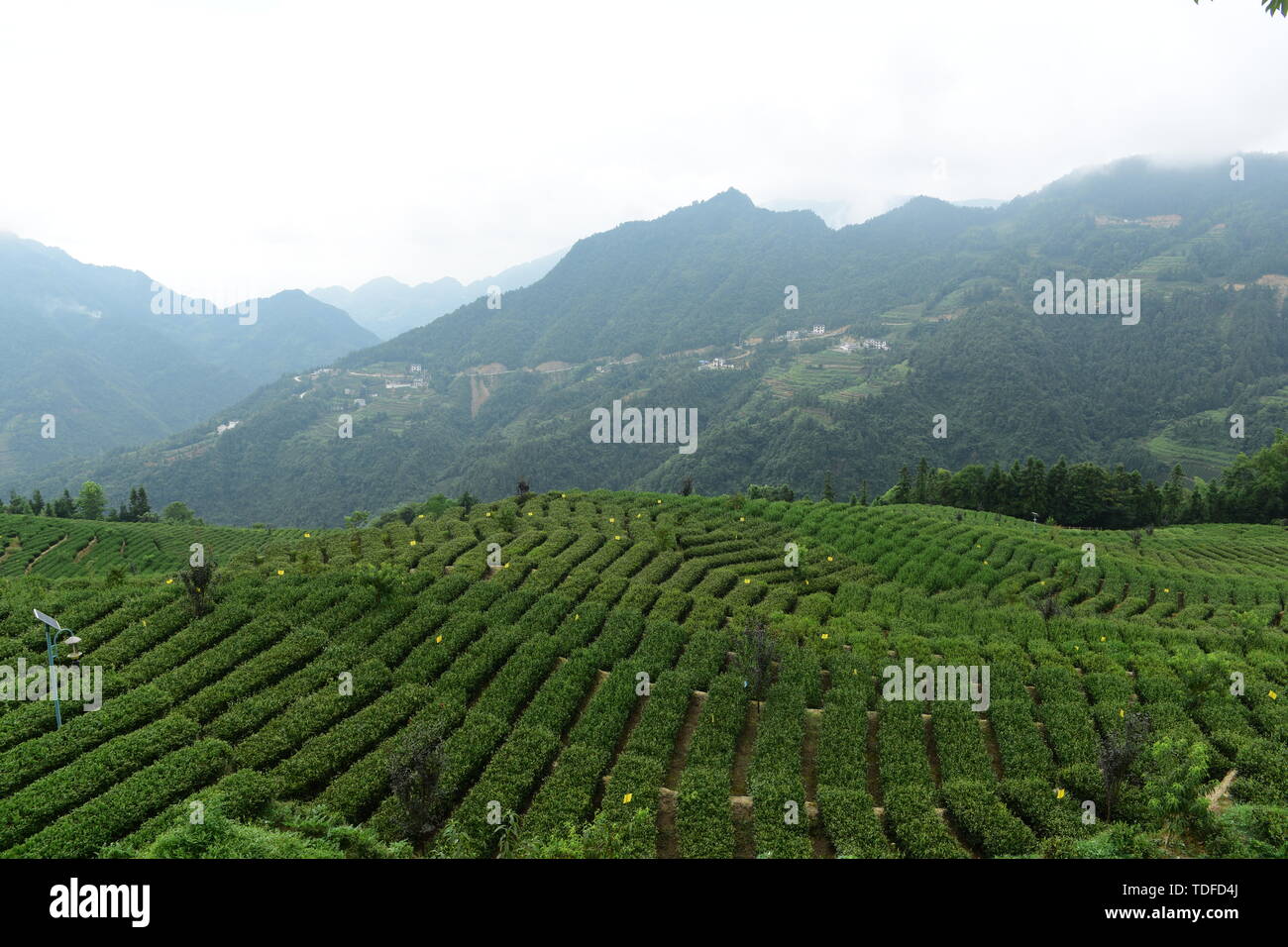 Tea garden scenery Stock Photo - Alamy
