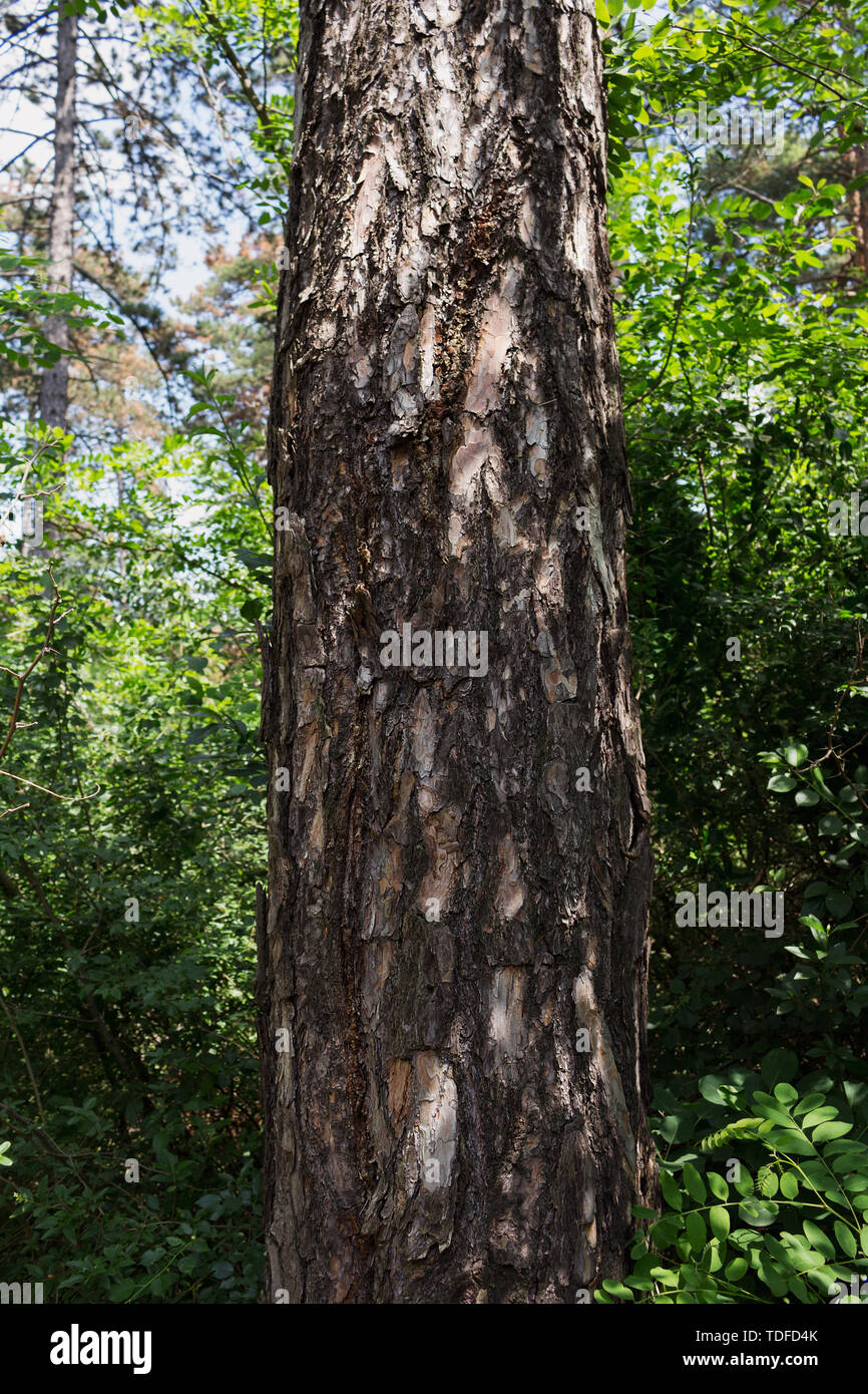 Tree Trunk In The Woods. For Copy Space, Arrows ,Signs, Signposts and ...