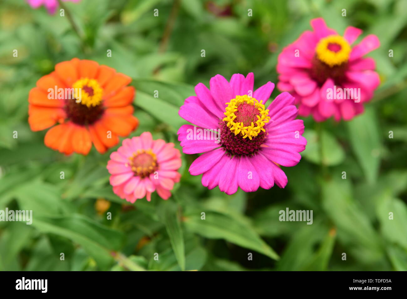 Photos of flowers Stock Photo - Alamy