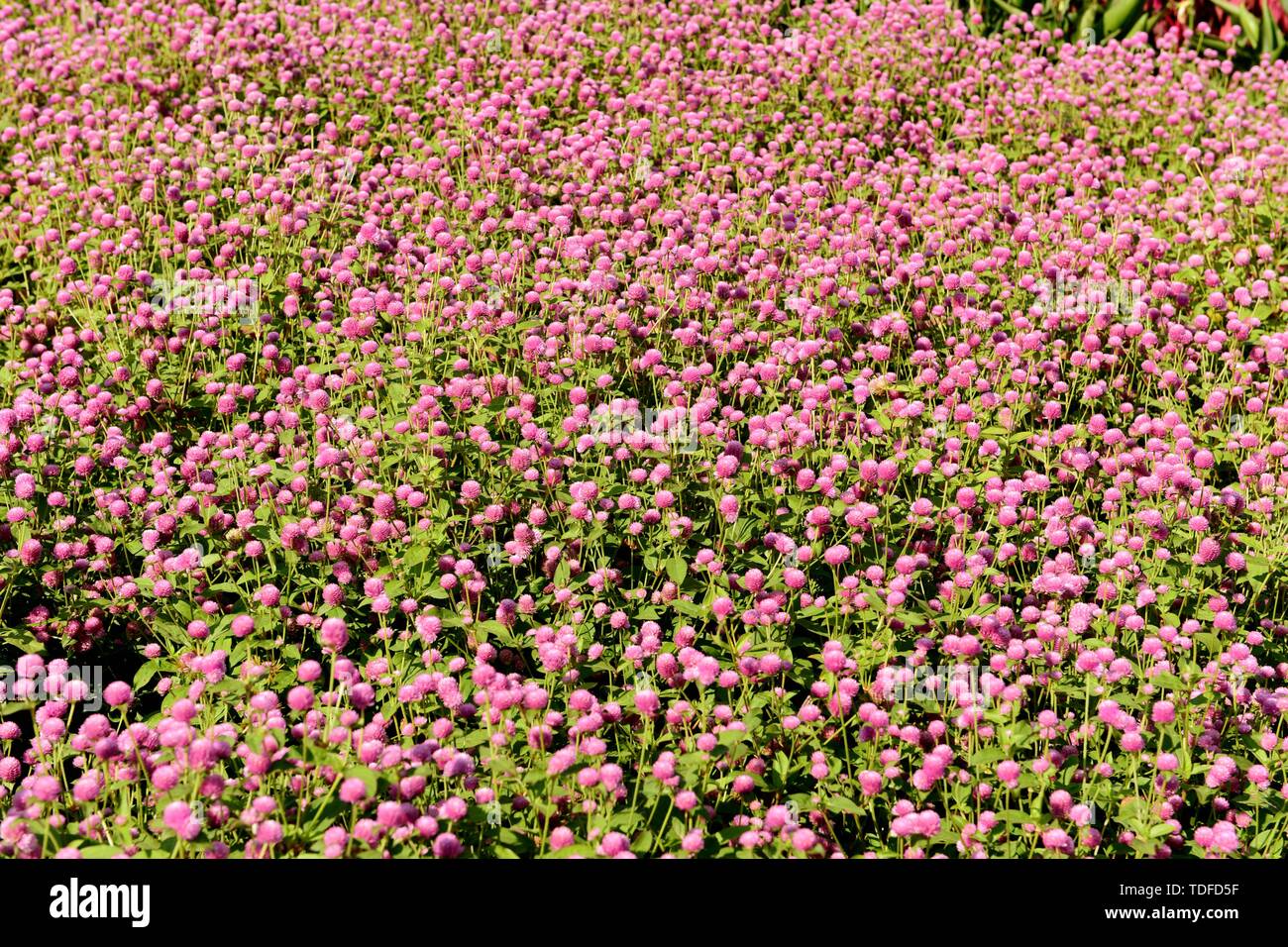 Chirada hi-res stock photography and images - Alamy