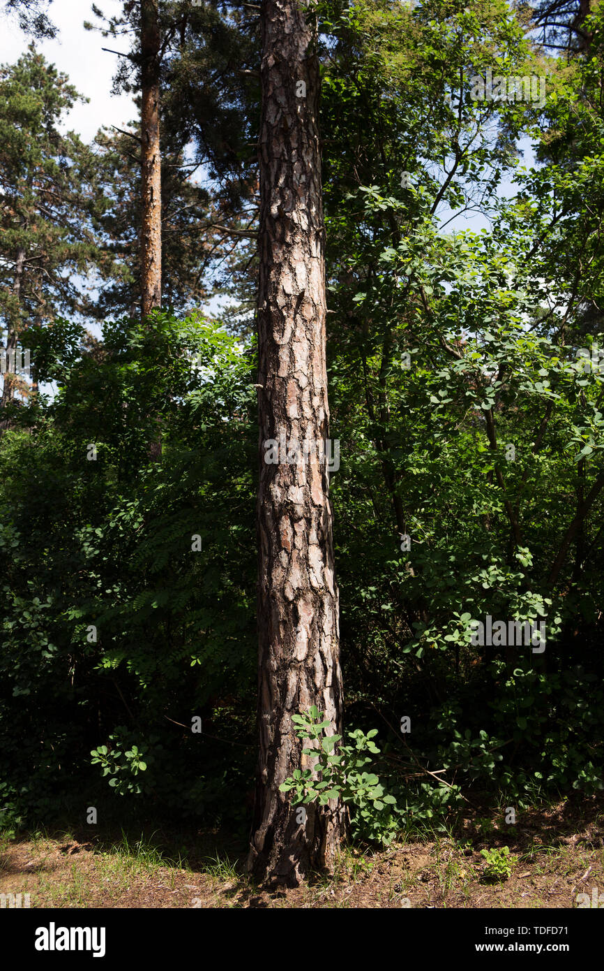 Tree Trunk In The Woods. For Copy Space, Arrows ,Signs, Signposts and ...
