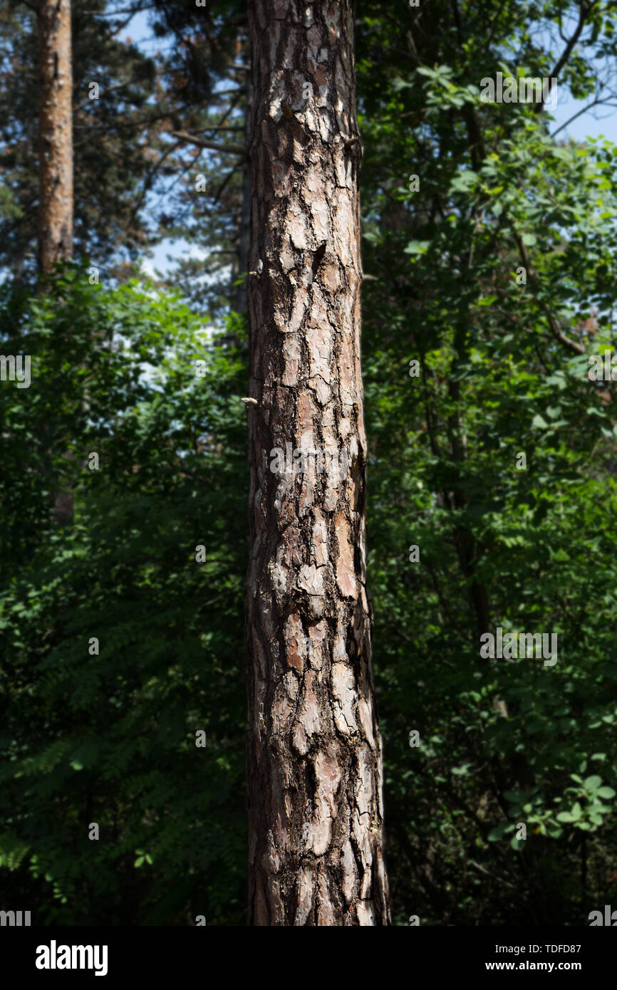 Tree Trunk In The Woods. For Copy Space, Arrows ,Signs, Signposts and ...