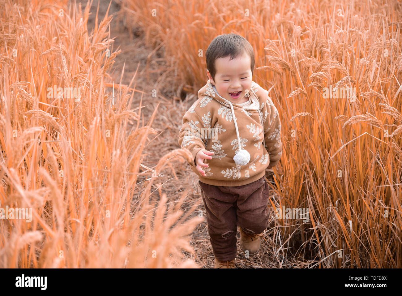 Happy little boy in the rice field Stock Photo - Alamy