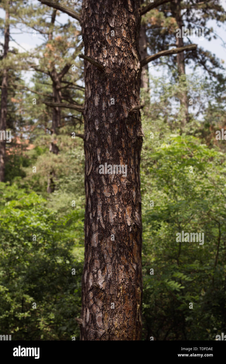 Tree Trunk In The Woods. For Copy Space, Arrows ,Signs, Signposts and ...