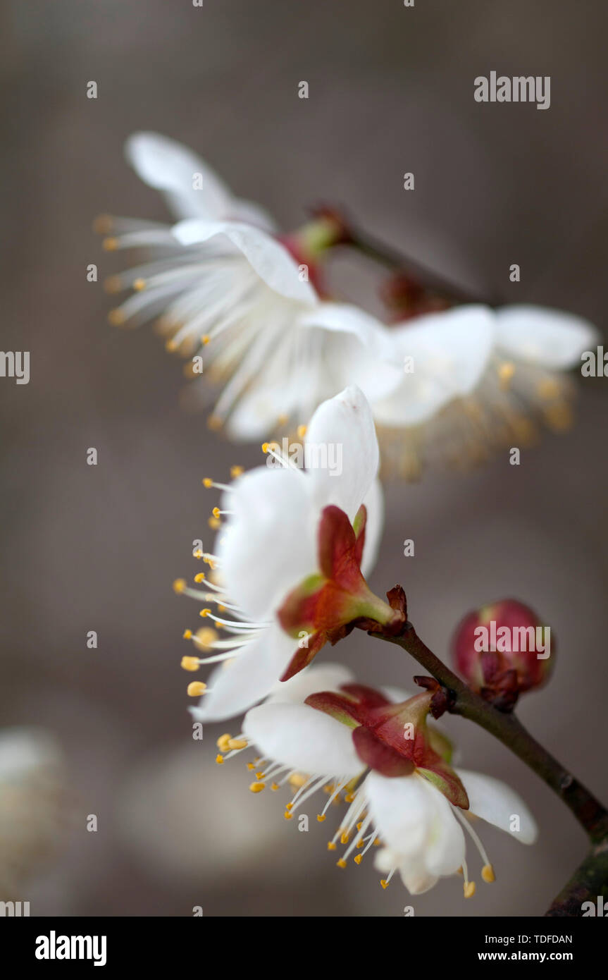 Pollen grain apple hi-res stock photography and images - Alamy