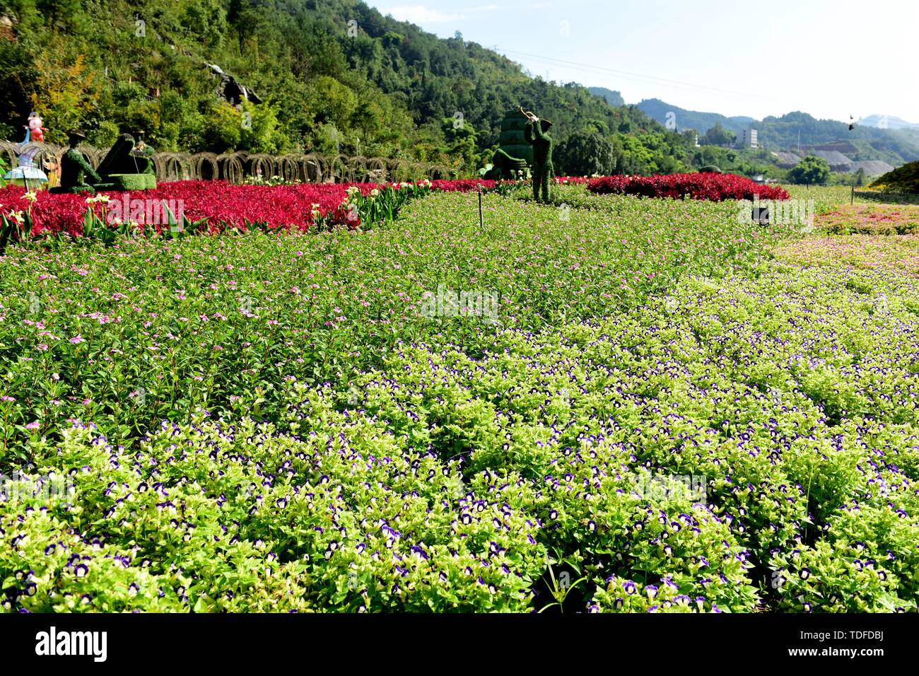 Pigs ear flower hi-res stock photography and images - Alamy