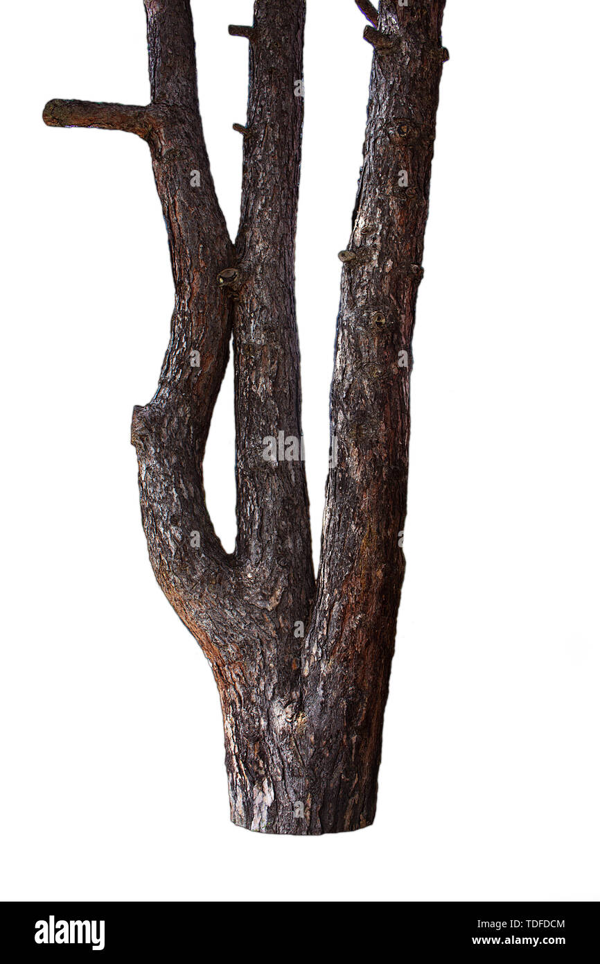 Tree Trunk Isolated On White Background. For Copy Space, Arrows ,Signs ...