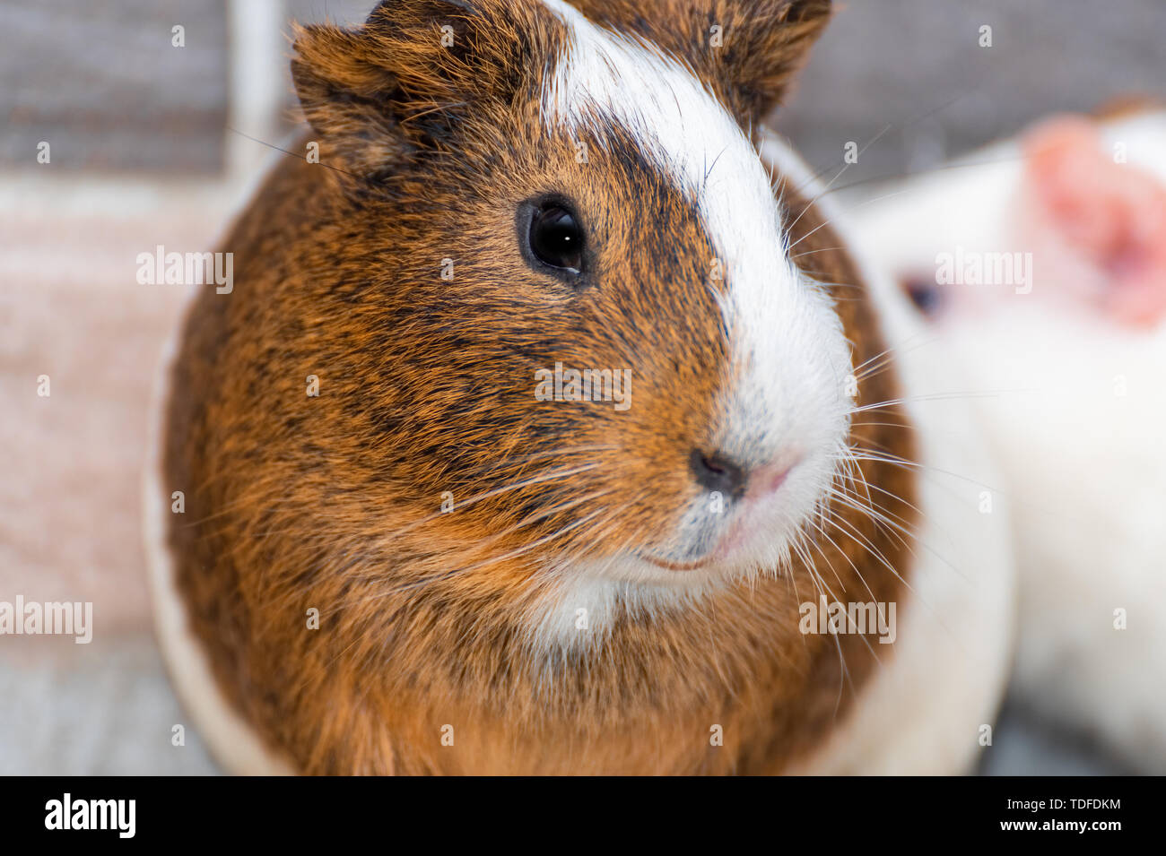A fat Dutch pig Stock Photo - Alamy