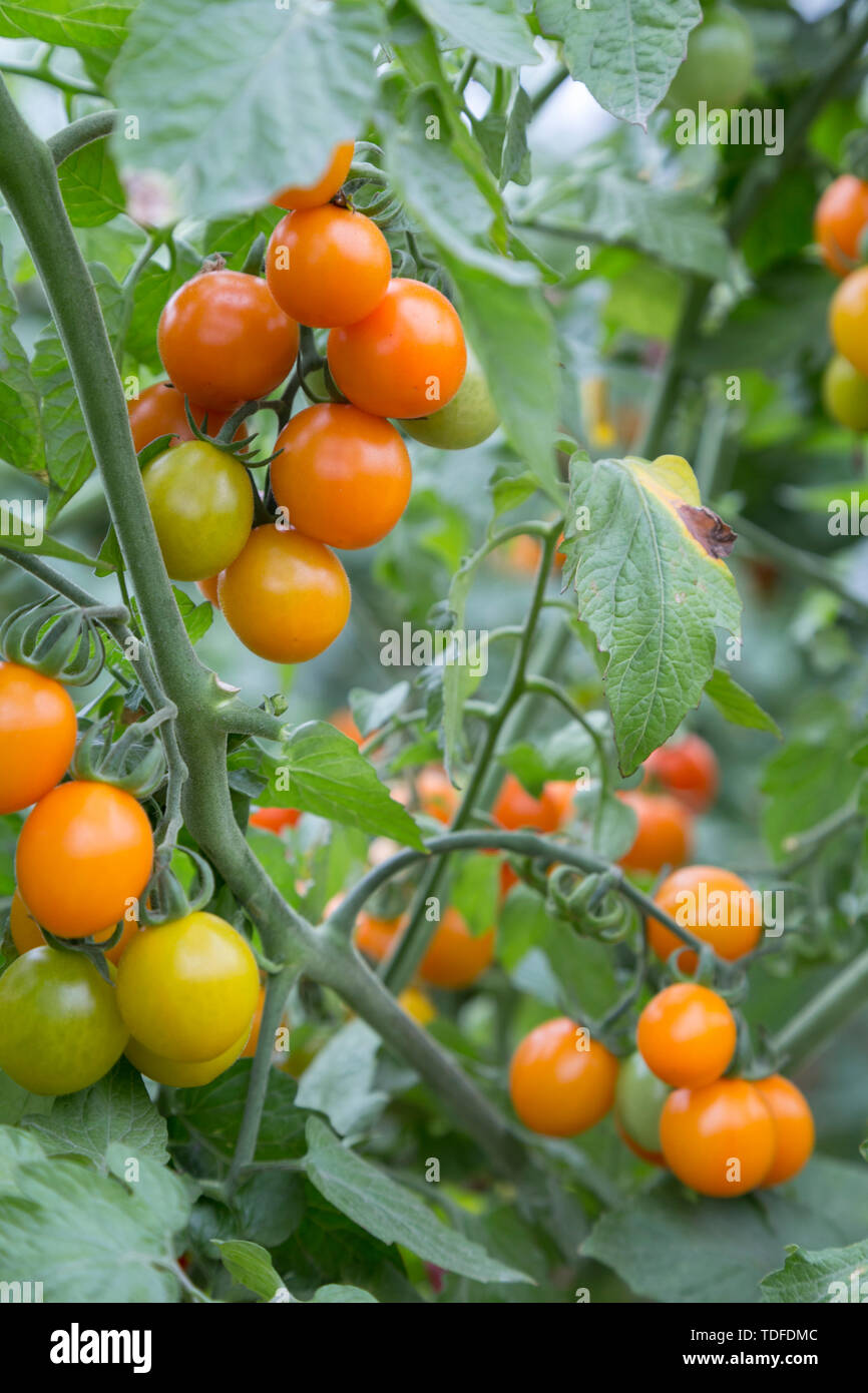 Organic crop tomato cultivation Stock Photo - Alamy