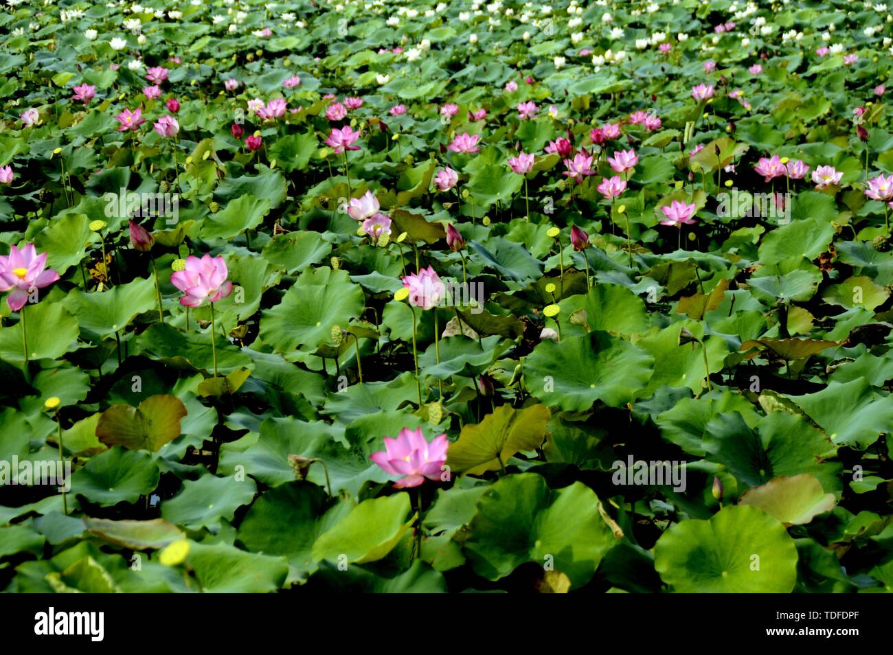 Pond, lotus, flower, plant, leaf, aquatic plant, bloom, garden, nature ...