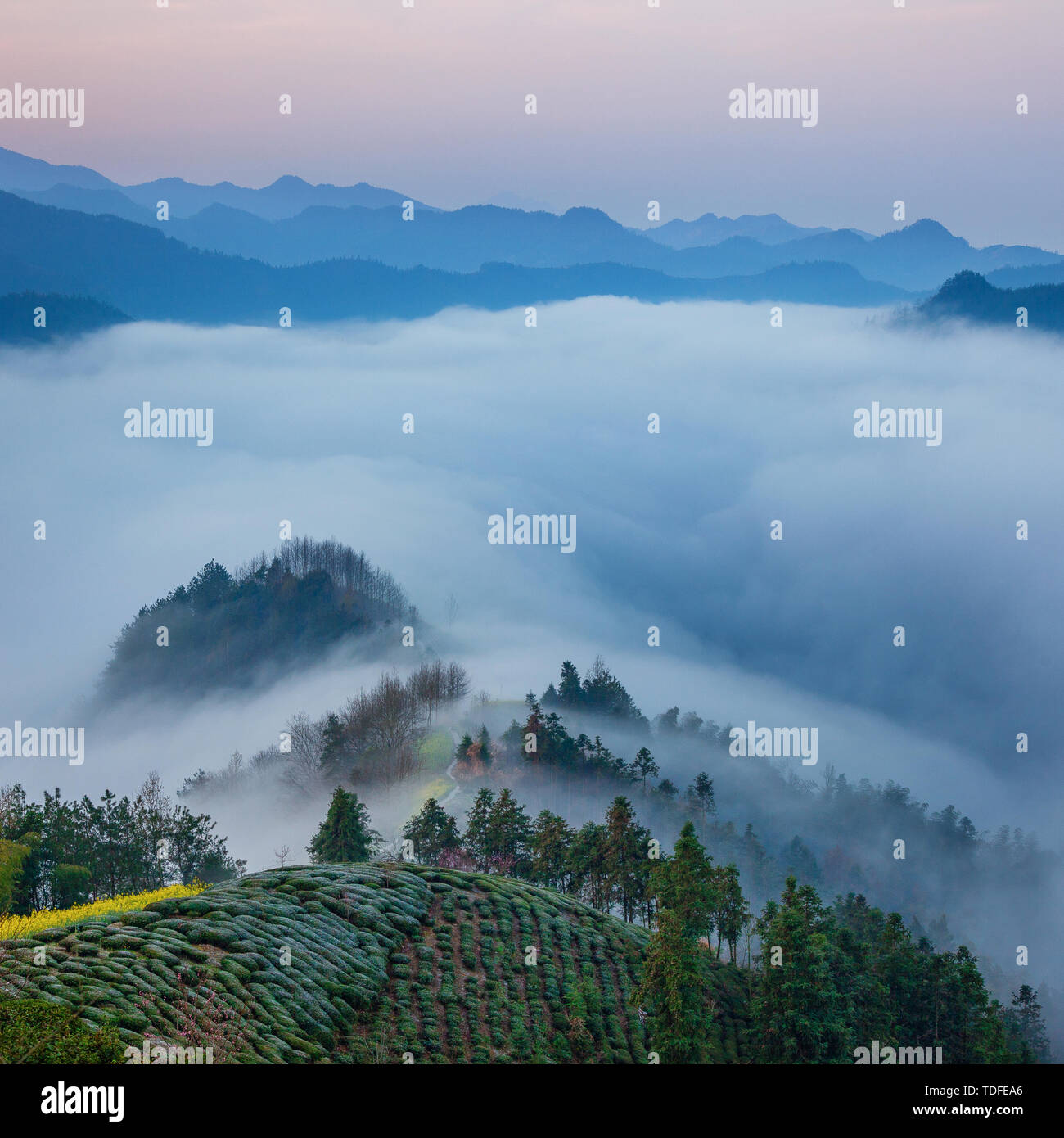 Shi Tan Chunxiao Stock Photo - Alamy