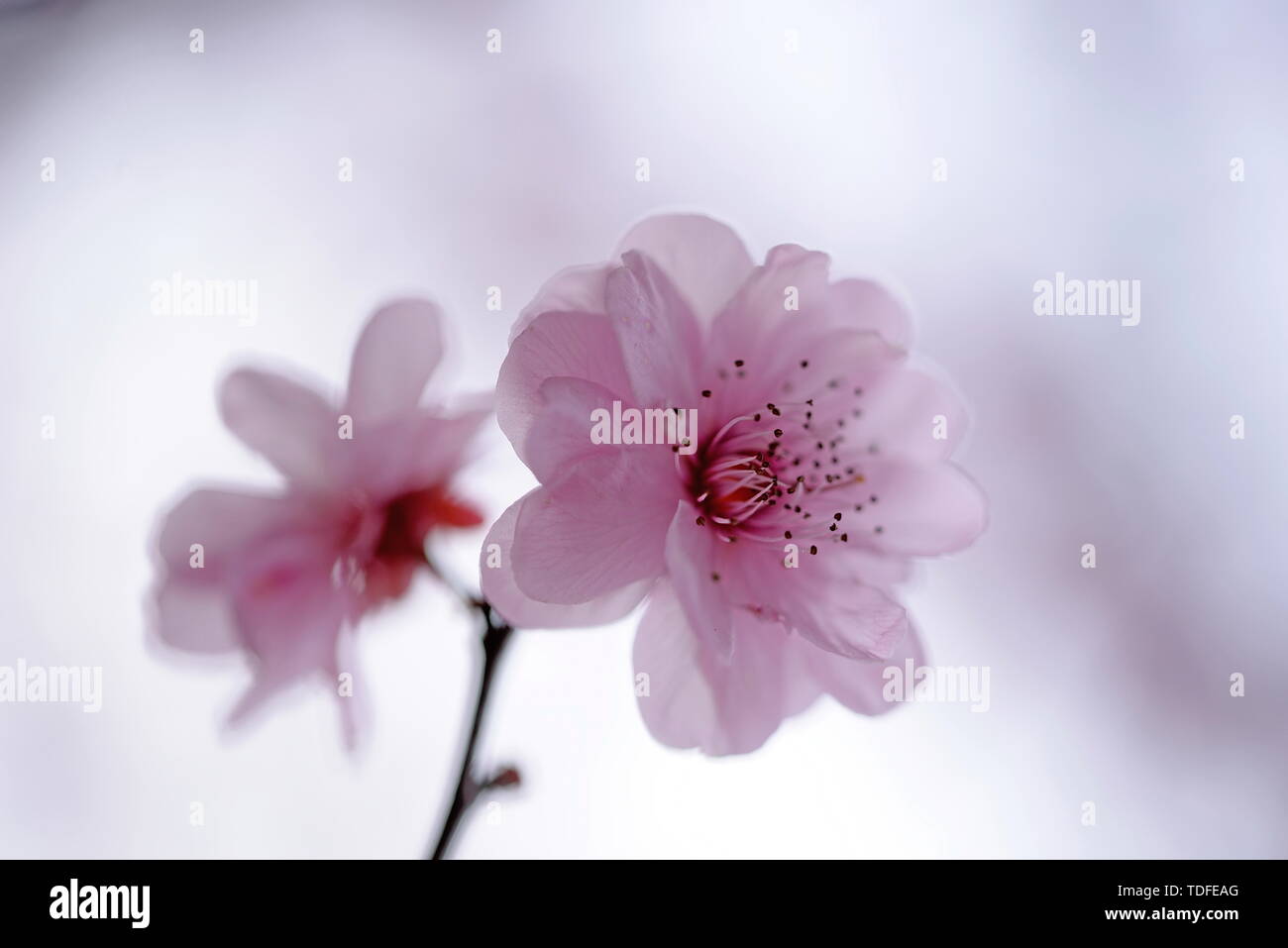 Pink spring plum Stock Photo - Alamy