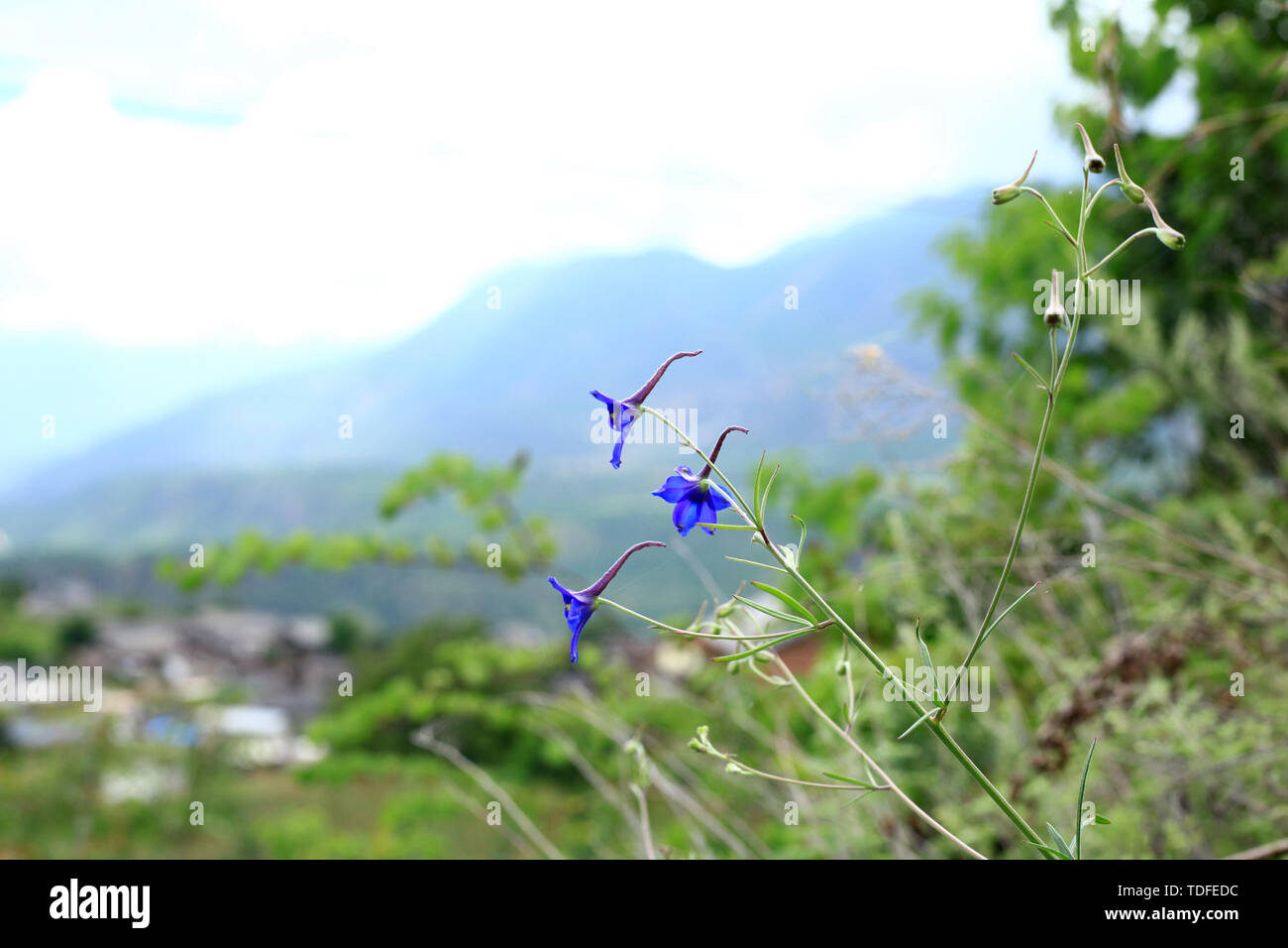 Shangri la grassland hi-res stock photography and images - Alamy