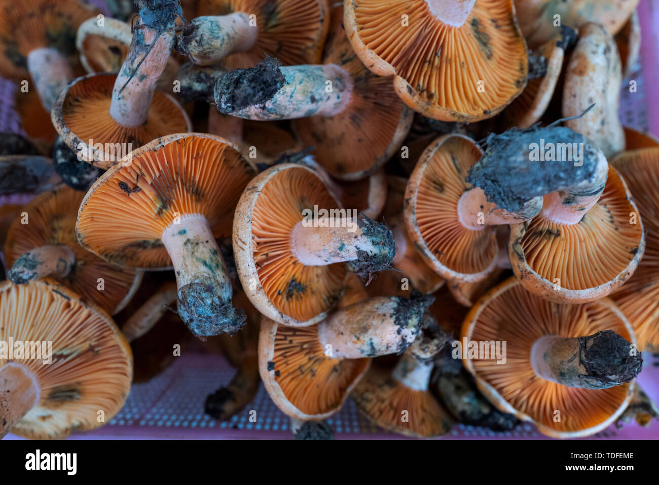 Fresh, earthy, wild edible fungus Stock Photo - Alamy