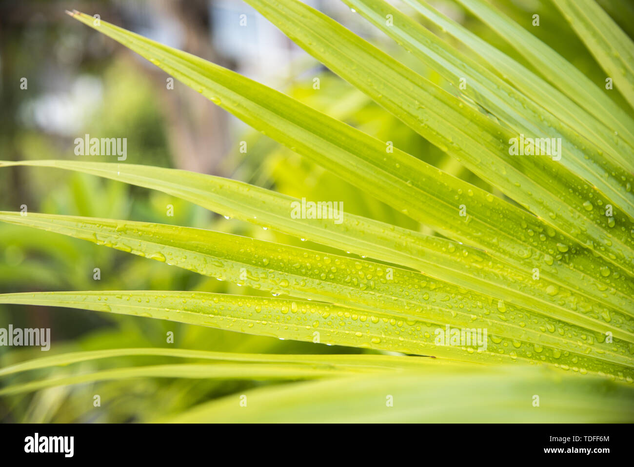 Tree planting days hi-res stock photography and images - Alamy