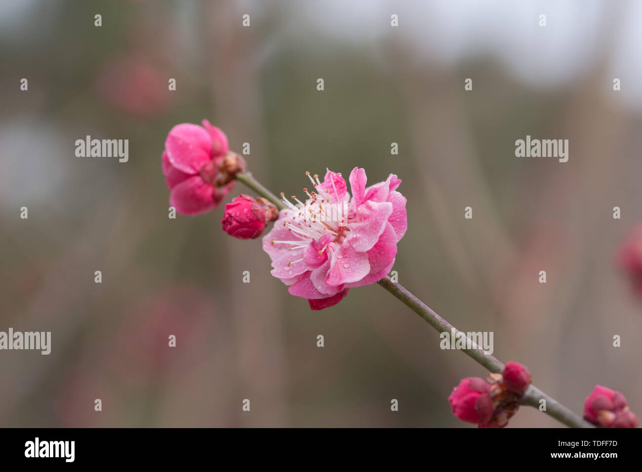 Spring blossom plum blossom park Stock Photo - Alamy