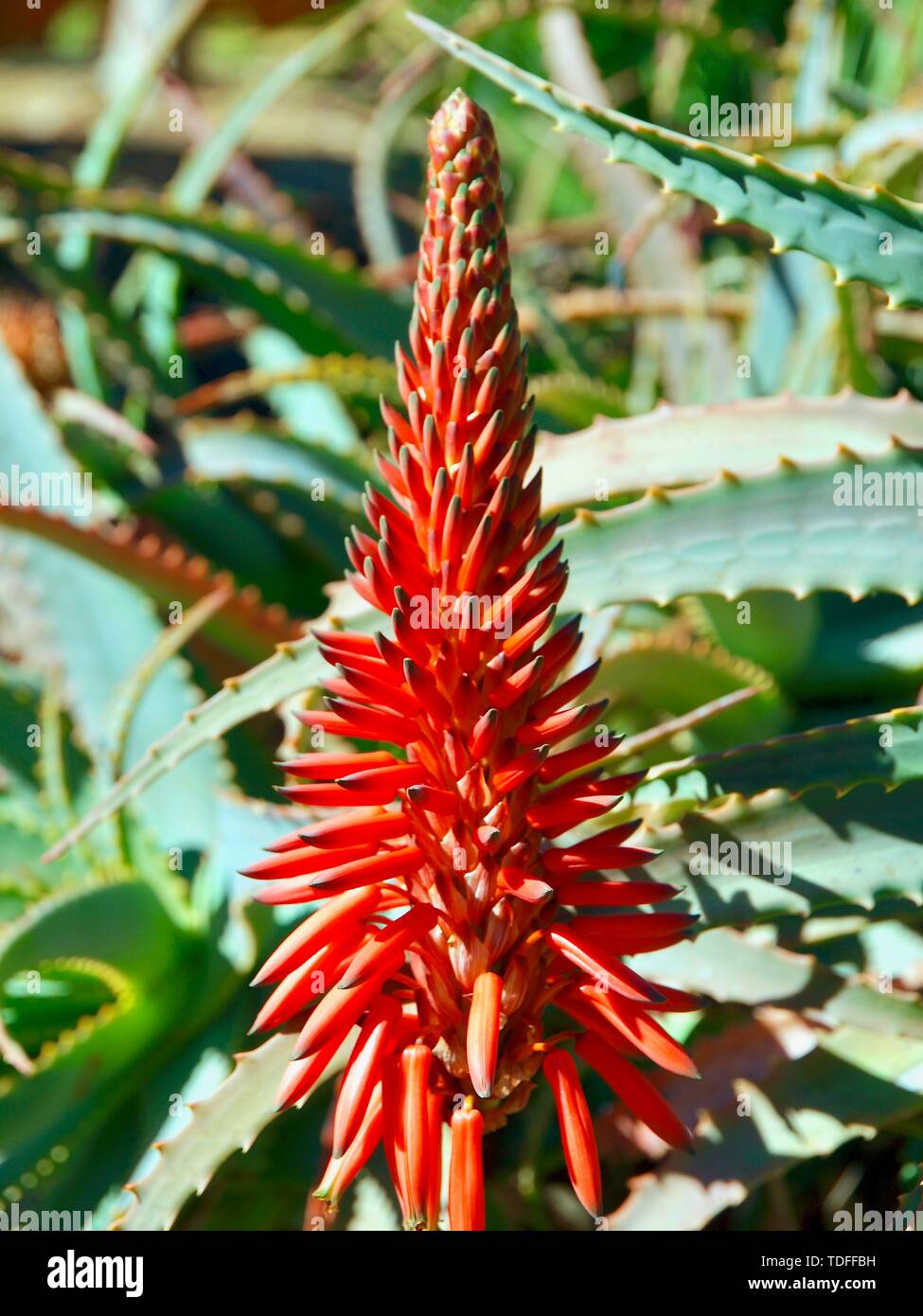 Macro of an Agave cactus blossom in red Stock Photo - Alamy