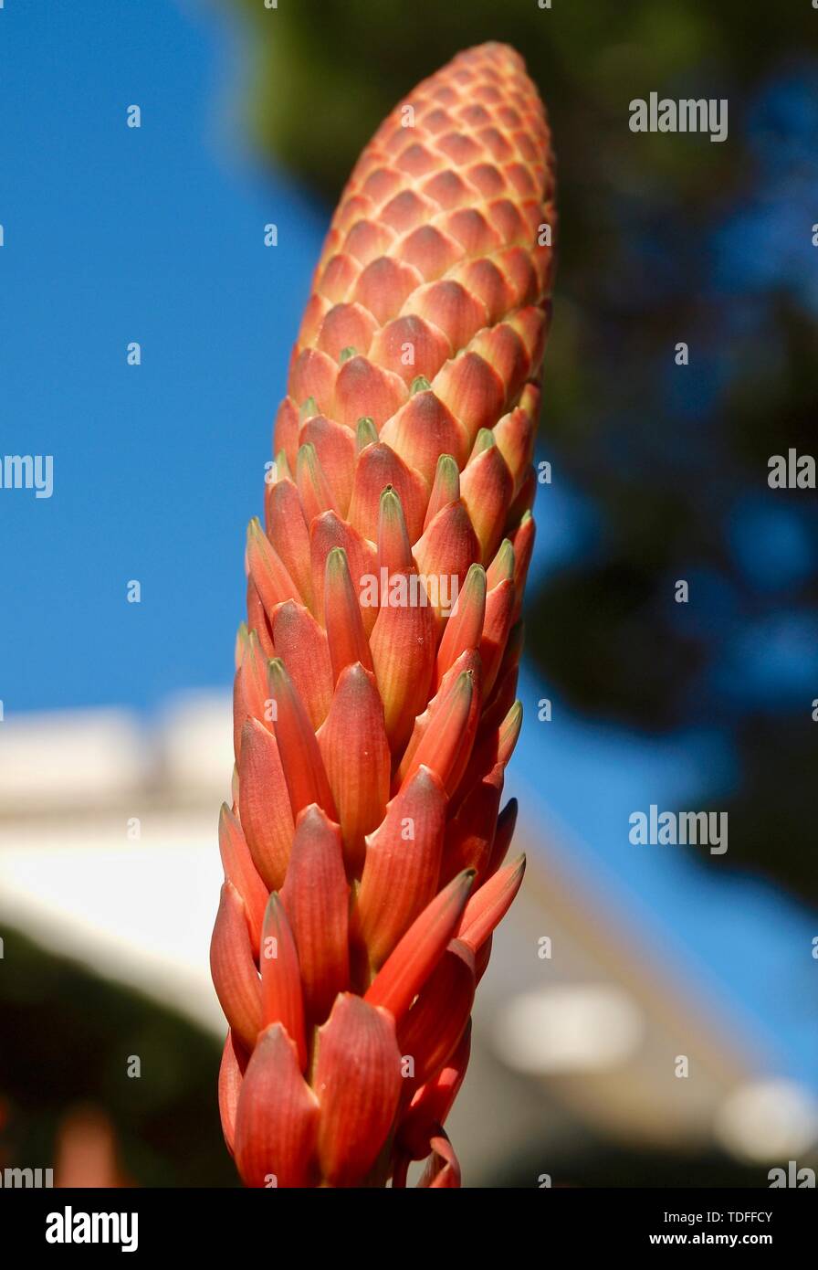 Macro of an Agave cactus blossom in red Stock Photo - Alamy