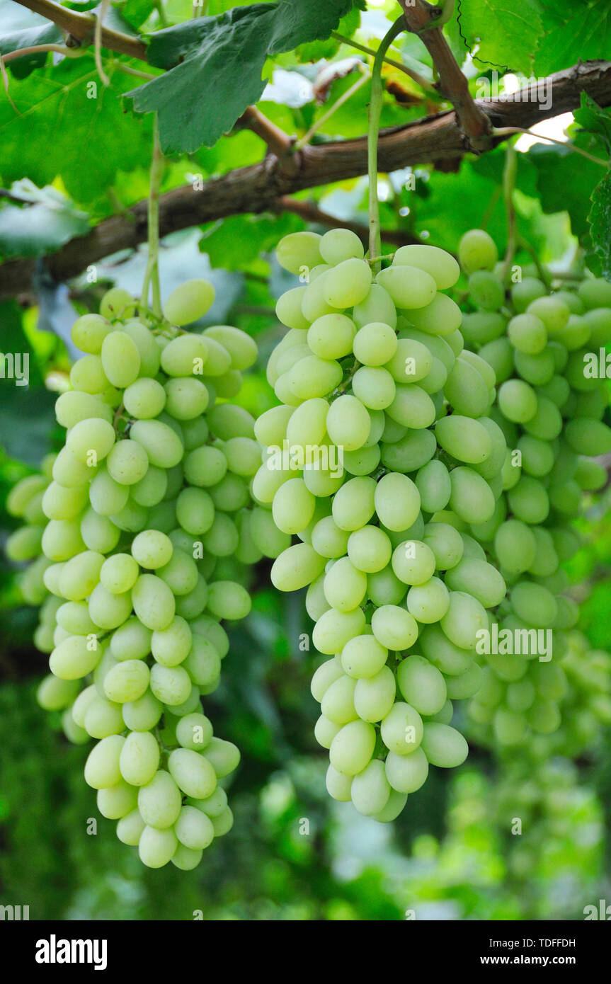 Green grapes in the orchard Stock Photo - Alamy