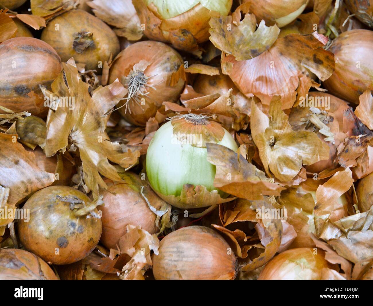 Fresh beautiful whole onions in shells Stock Photo - Alamy
