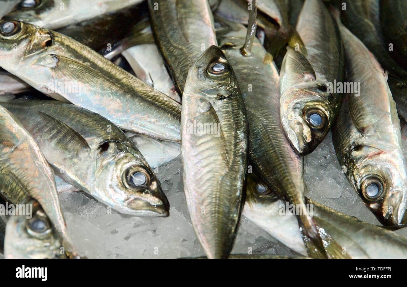 Group fresh fishes hi-res stock photography and images - Alamy