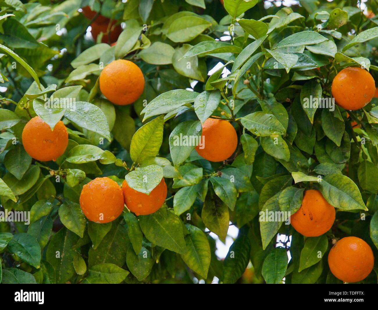 Hanging fruit trees hi-res stock photography and images - Alamy