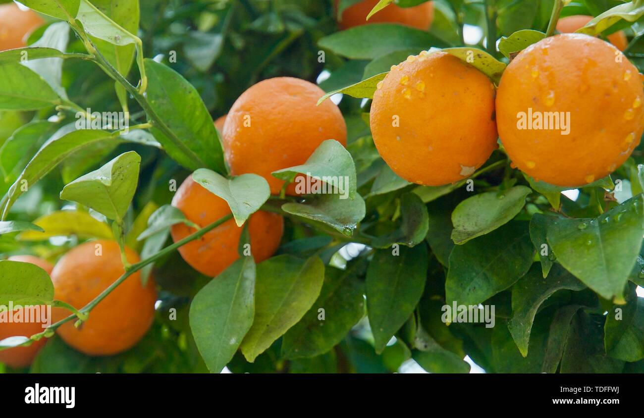 Oranges growing on trees hi-res stock photography and images - Alamy