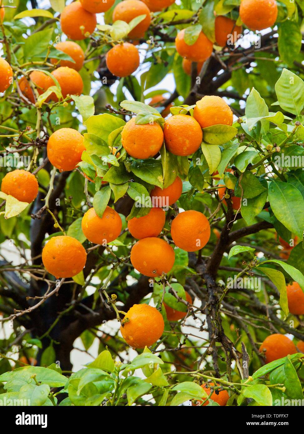 Orange tree hi-res stock photography and images - Alamy