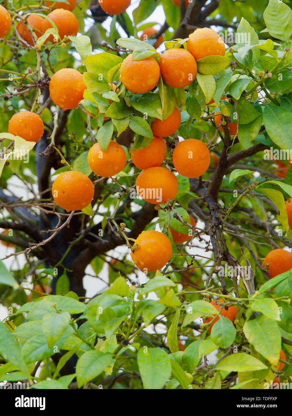 Oranges growing background hi-res stock photography and images - Alamy