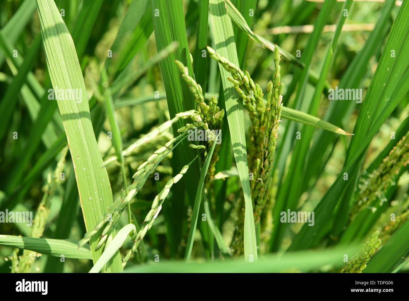 Rice spike paddy field, rice Stock Photo - Alamy