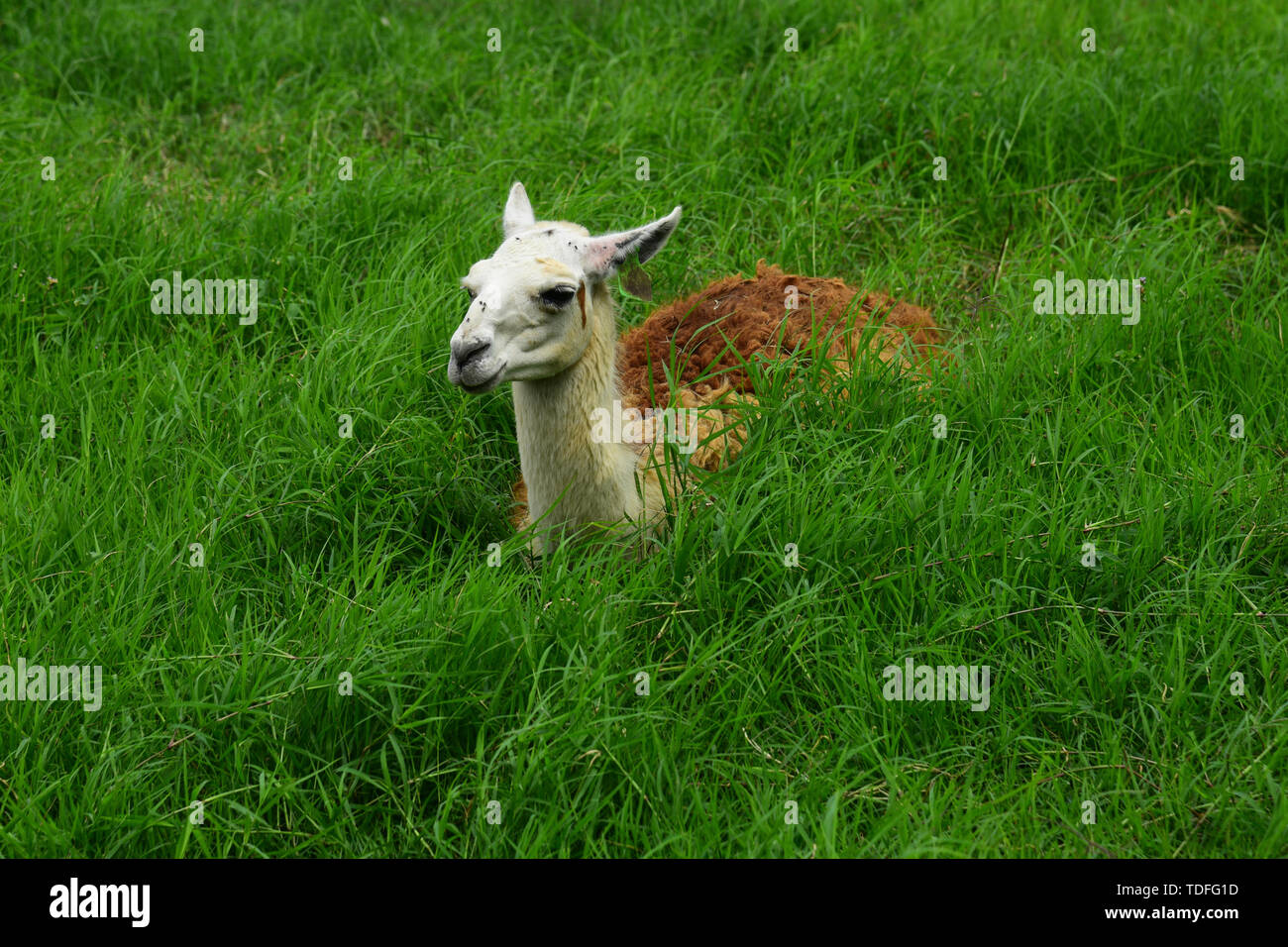 Casela park mauritius hi-res stock photography and images - Alamy