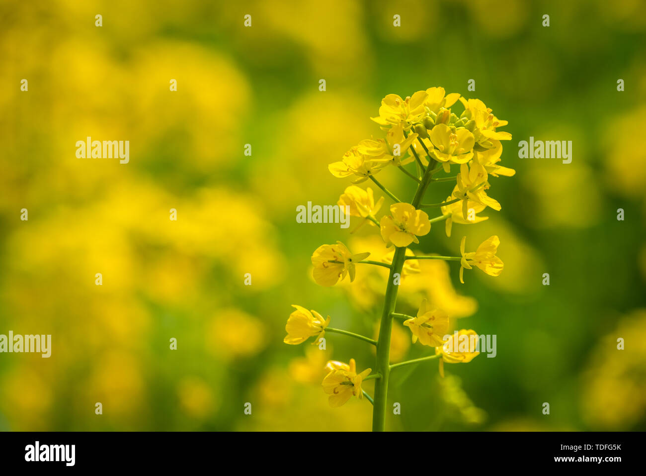 Rapeseed flower field Stock Photo - Alamy
