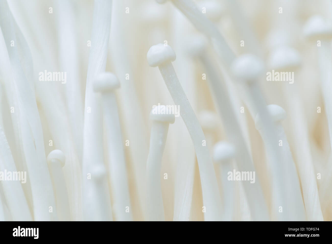 Golden needle mushroom dishes hi-res stock photography and images - Alamy