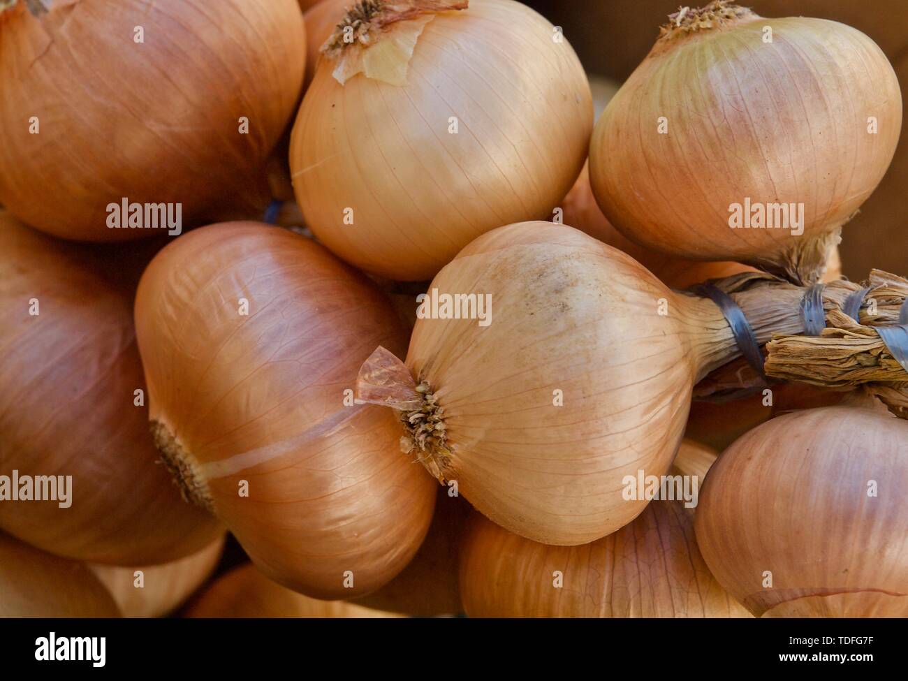 Whole shell hi-res stock photography and images - Alamy