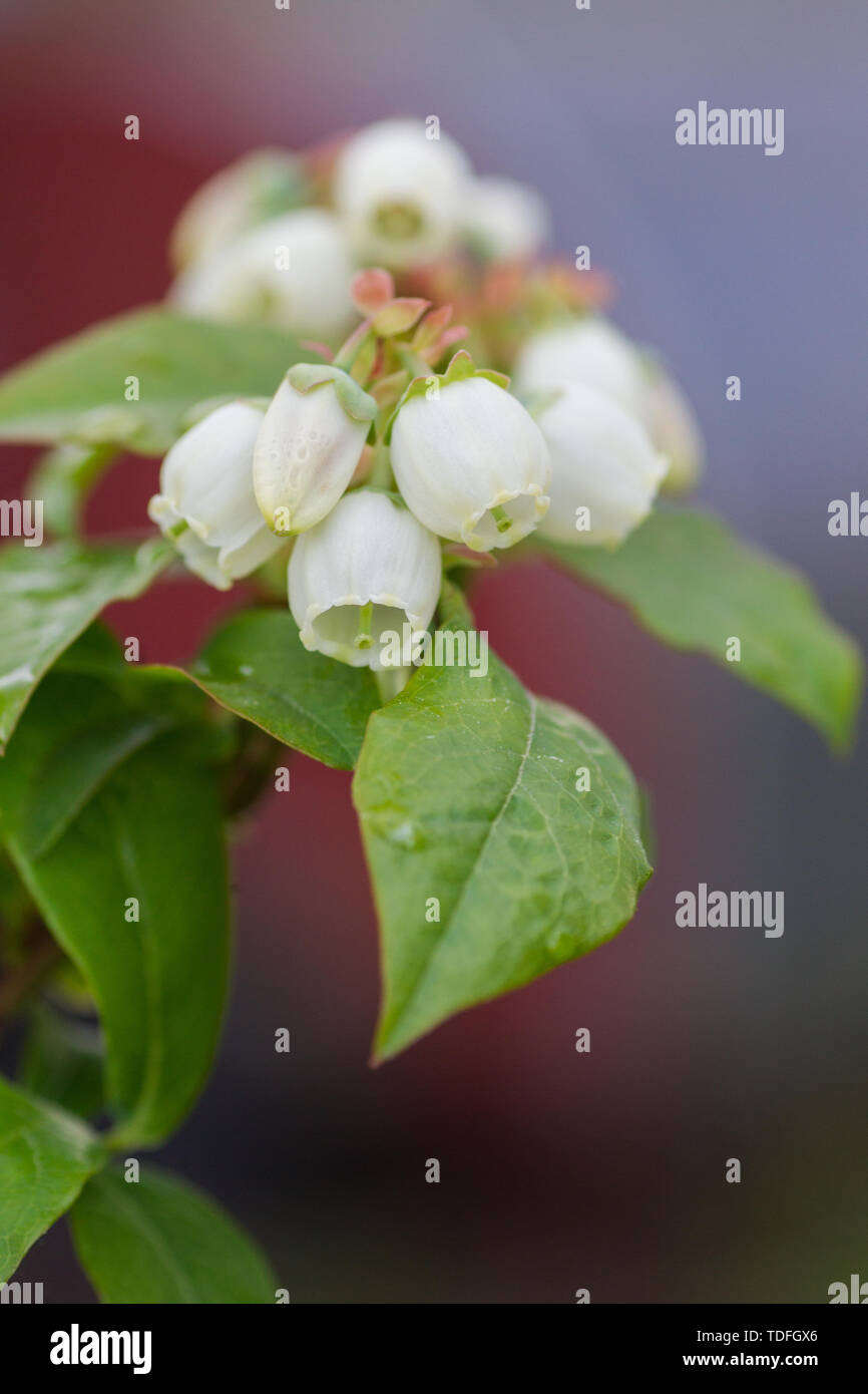 All stages of blueberry flowers and fruit Stock Photo - Alamy
