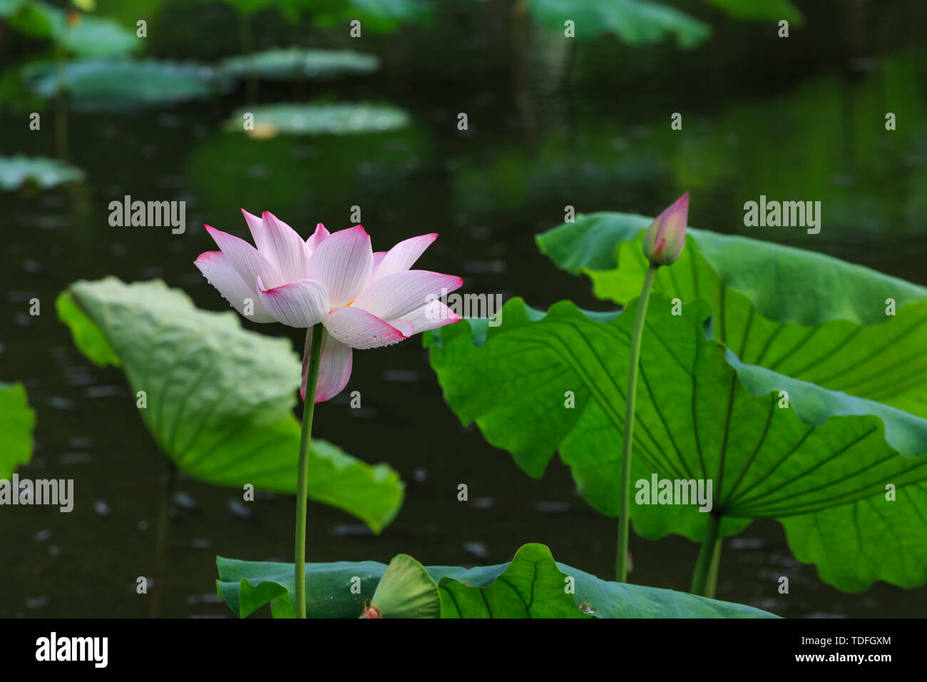 Lily tropical summer gardens in foreign countries bloom hi-res stock ...