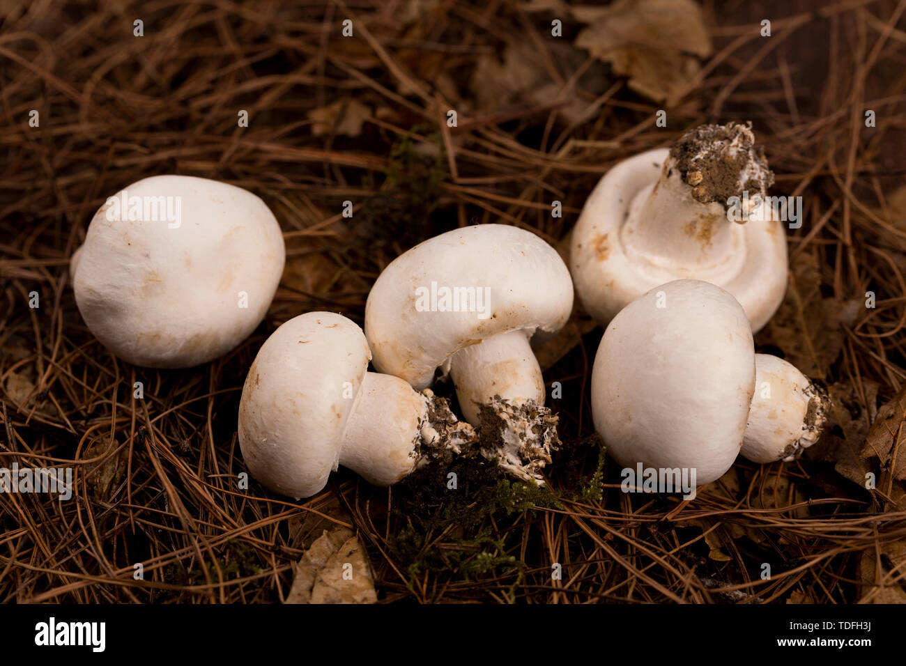 Silver mushrooms hi-res stock photography and images - Alamy