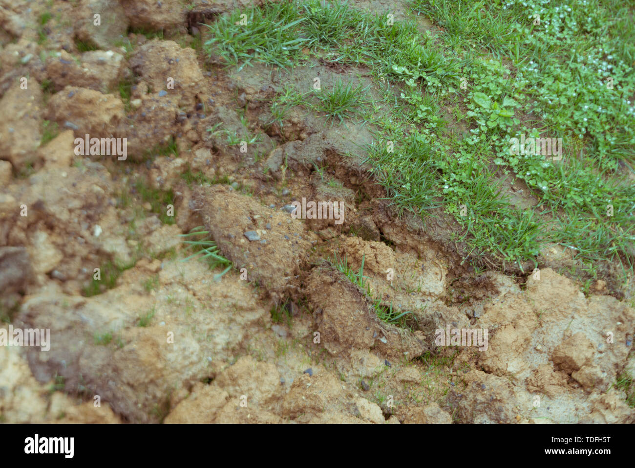 Plant buds growing in the soil outdoors Stock Photo - Alamy